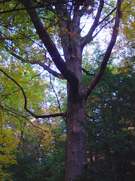 An Oak Tree Changes My Life – Astrology and Horoscopes by Eric Francis